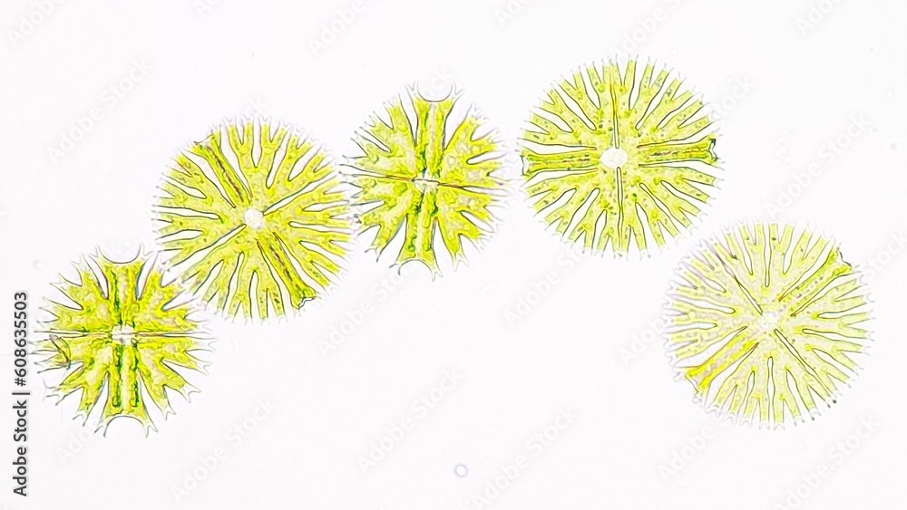 Phytoplankton blooming under microscope. The species is Micrasterias sp ...