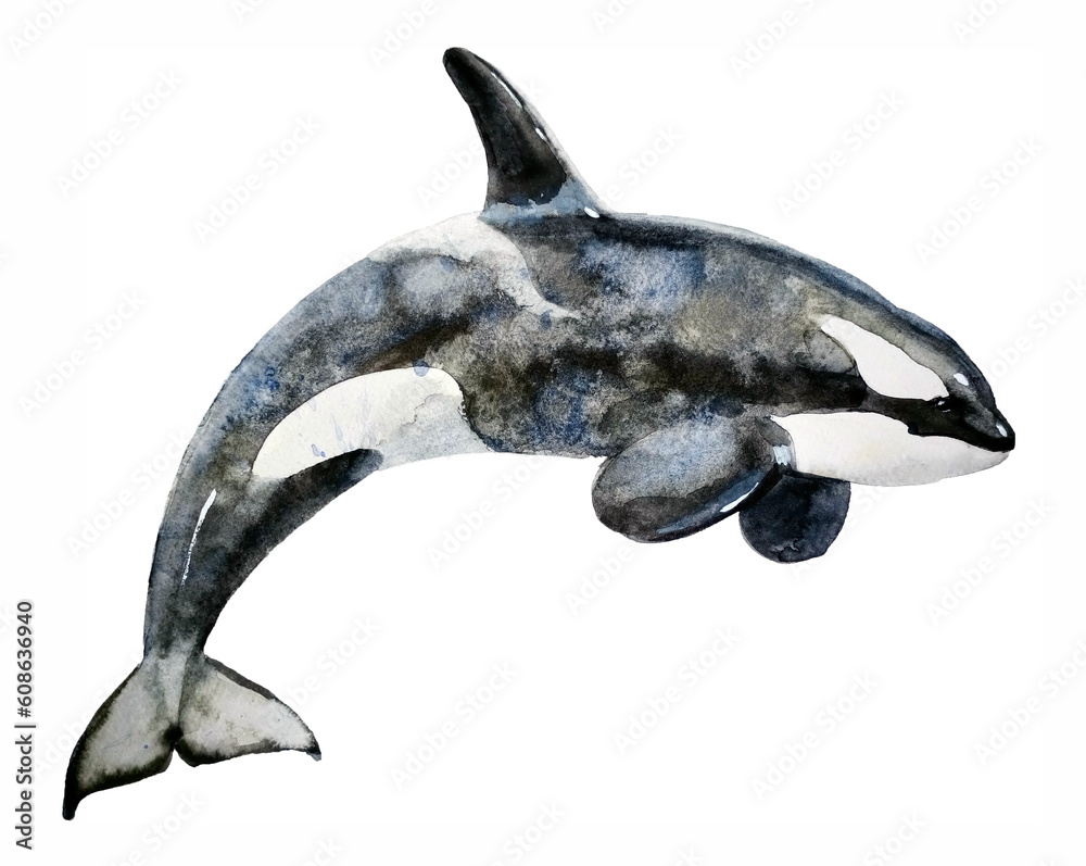Hand painted watercolor orca. Killer whale illustration isolated on ...