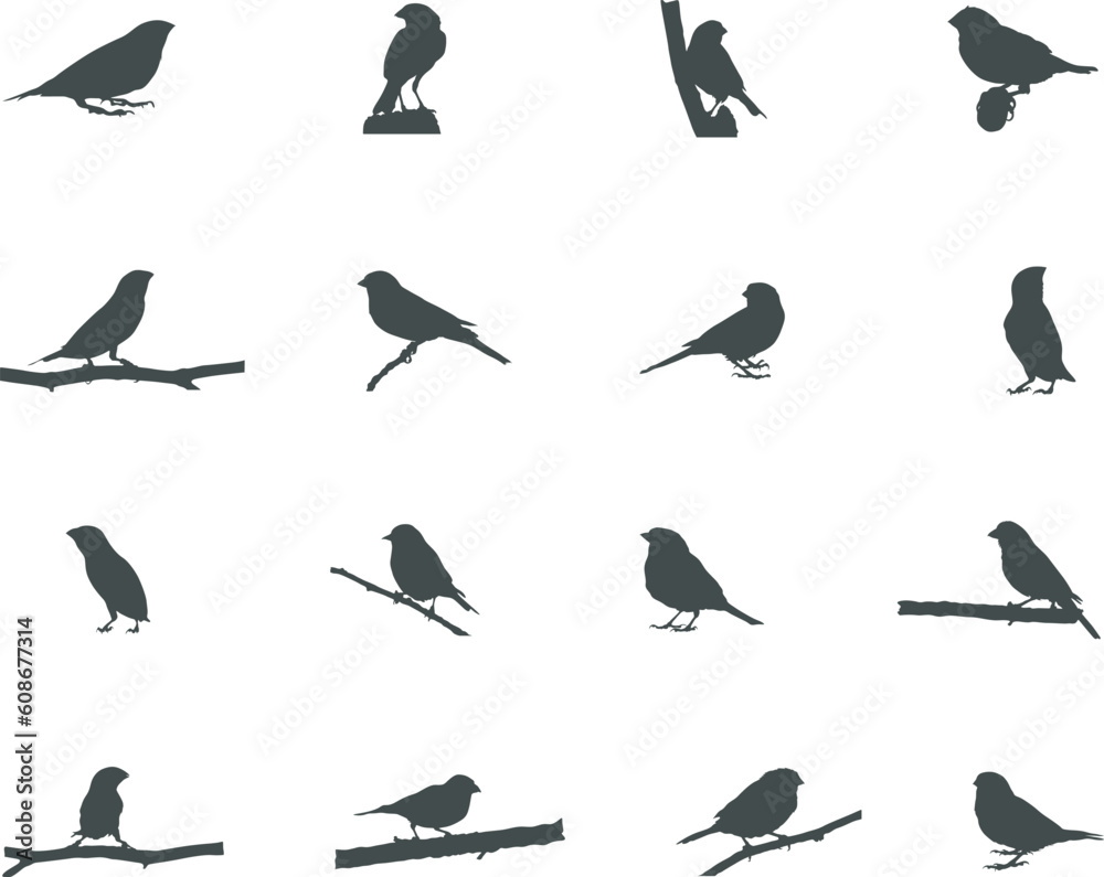 Finch silhouette, Finch birds silhouette, Finch SVG, Finch vector ...