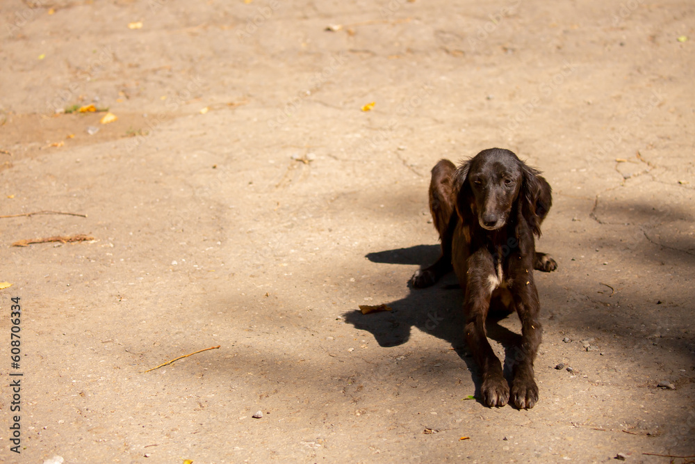 Abandoned starving animals on the streets of the ruined city, thin ...