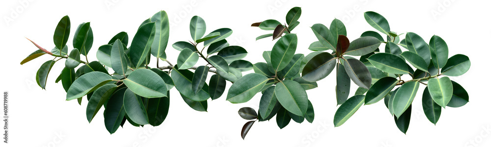Plant leaves Green nature Tropical forest isolated on transparent ...