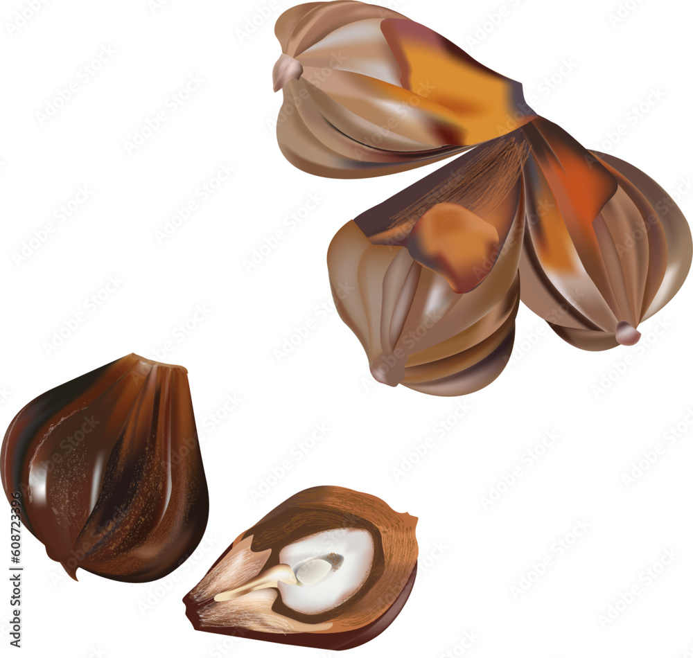 Nypa palm seed, Nypa, Atap palm agriculture fruit.eps Stock Vector ...