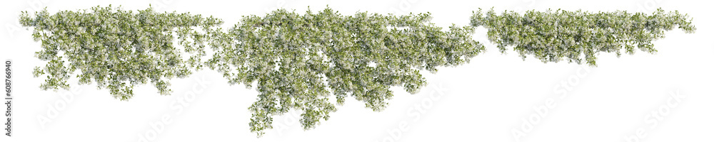 climber plants, creeper plants, photorealistic 3D rendering with ...