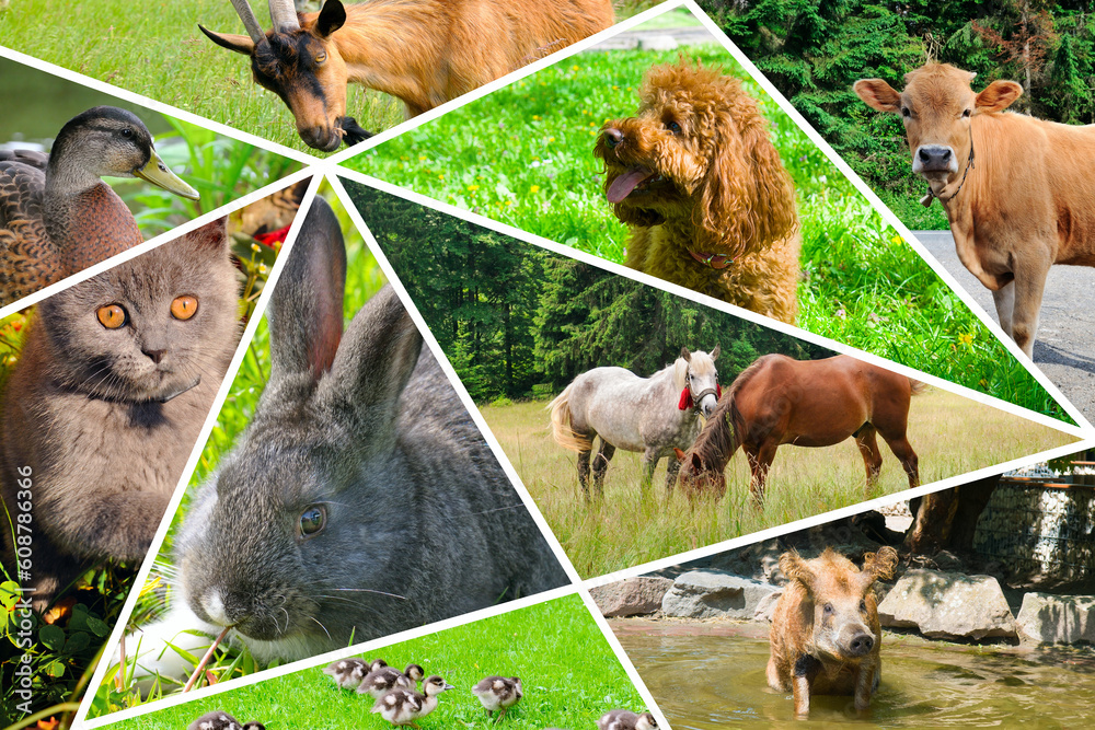 Domestic Animals Collage