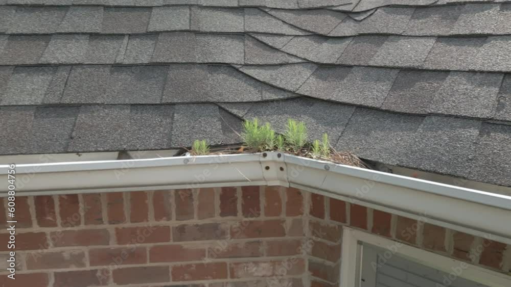 Small trees begin growing in metal gutters clogged with leaves and ...