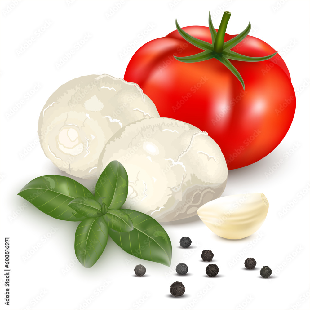 Realistic drawing of Italian mozzarella cheese decorated with basil ...