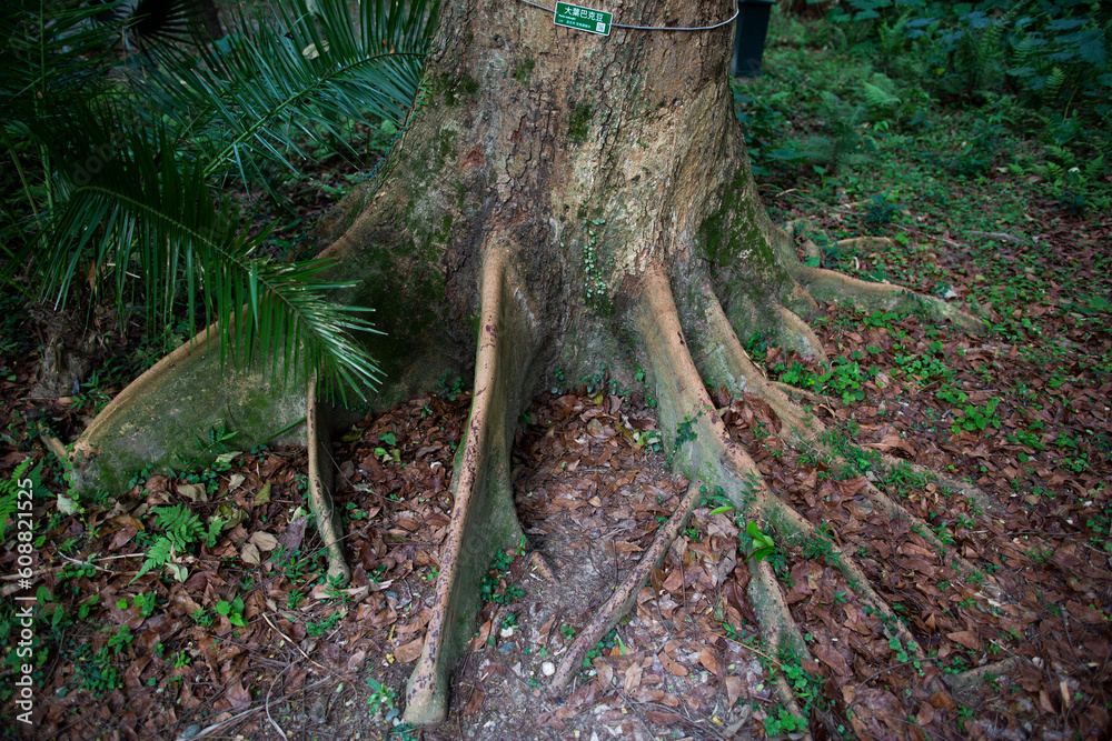 Philippine Padauk tree and roots Stock Photo | Adobe Stock