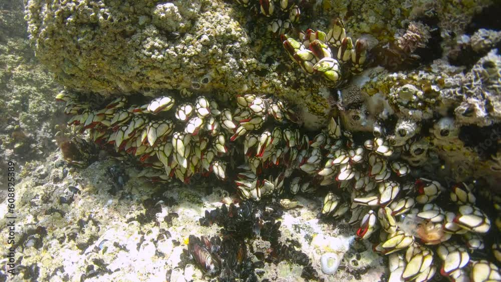 Pollicipes pollicipes barnacles underwater in the Atlantic ocean, known ...
