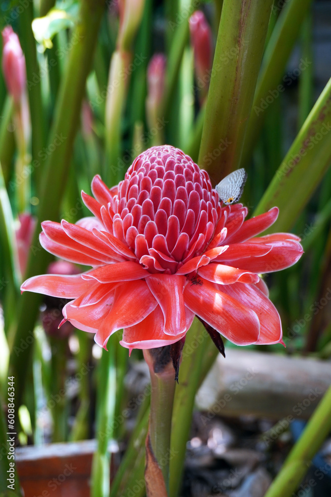 Torch ginger (Etlingera elatior) also known as ginger flower, red ...