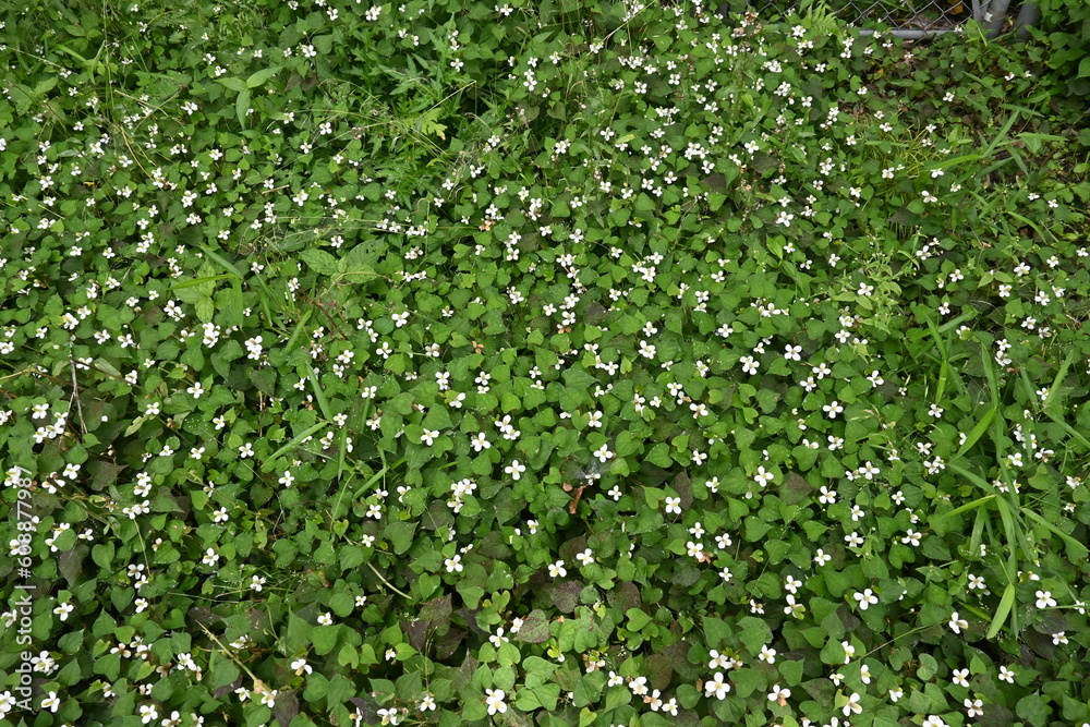 Fish mint flowers. Saururaceae perennial weeds. It grows in clumps in ...