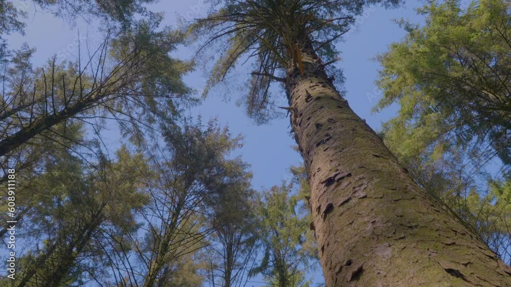 Pine trees slow pan facing up with buzzing insects slow motion at ...