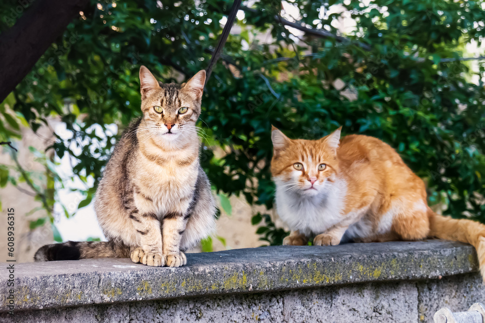 Two Sad Cats