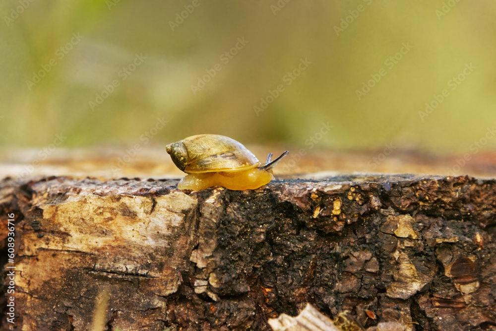Succinea putris small air-breathing land snail in the family ...