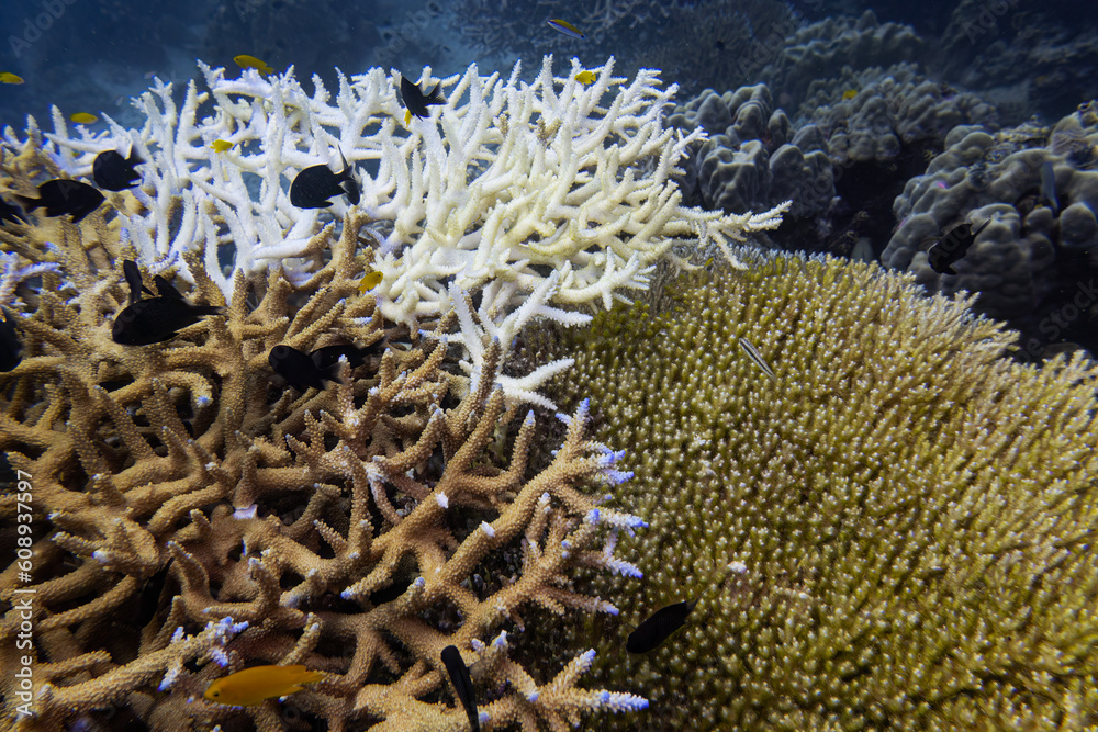 Marine biology ecosytem staghorn coral reef are bleaching and colorful ...