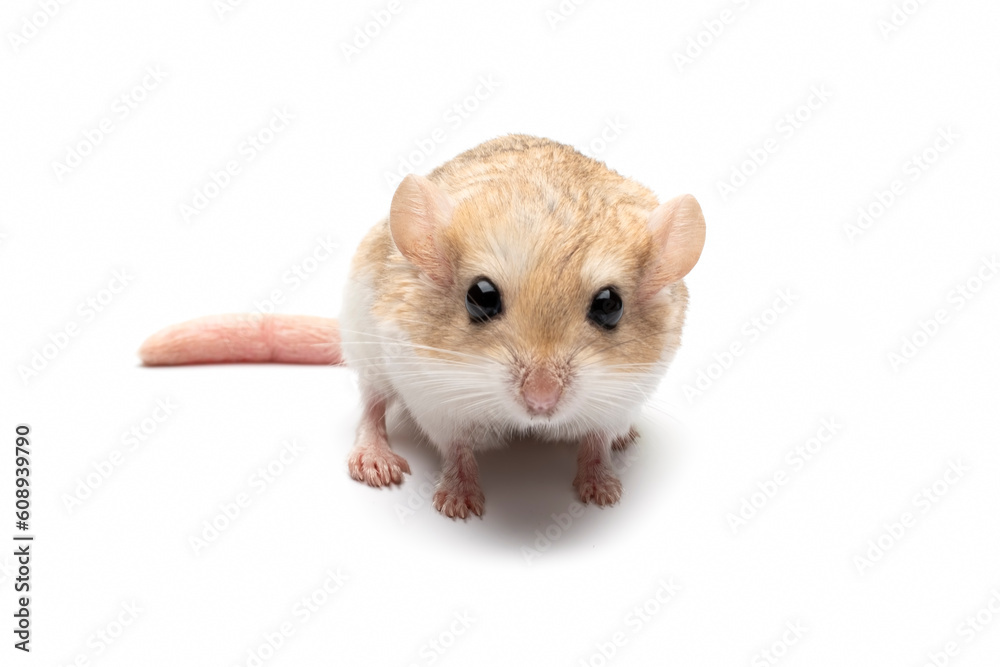 Gerbil fat tail on isolated background, Cute Garbil fat tail closeup on ...