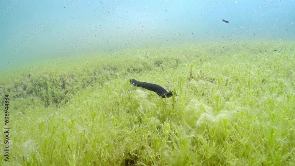 Horse leech (Haemopis sanguisuga) moving closer to the camera on a ...