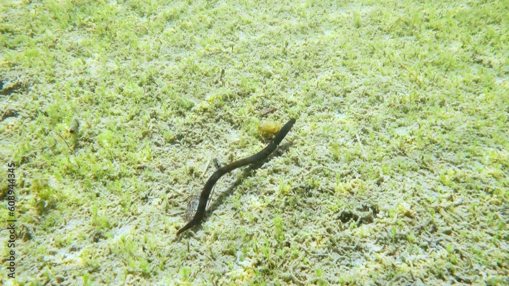Underwater shot of Horse leech (Haemopis sanguisuga) moving around on ...