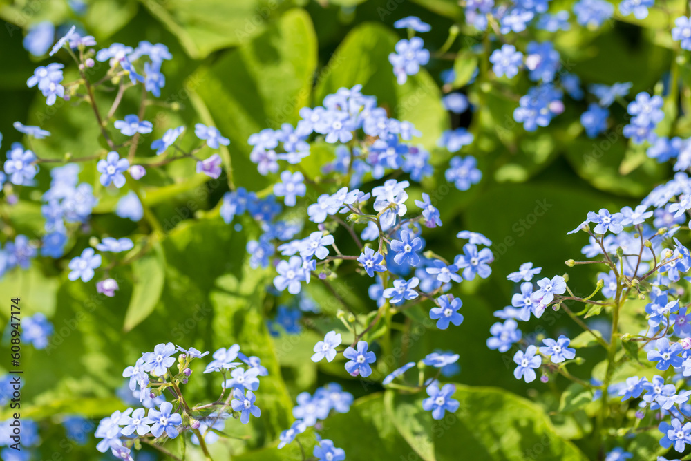 Types Of Naturally Blue Flowers