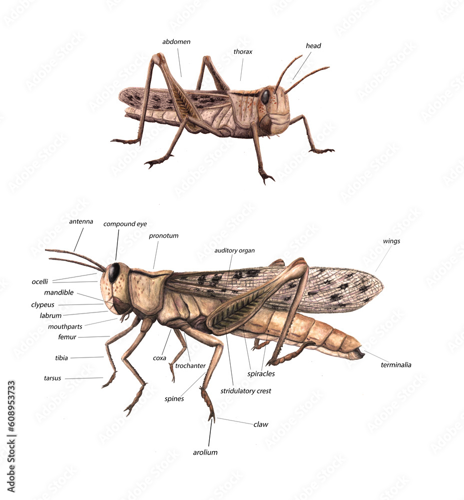 Morphology of Locusta migratoria (migratory locust) Stock Illustration ...