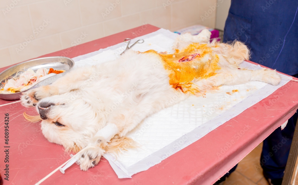 Veterinary clinic, a surgeon doctor performs an operation to remove ...