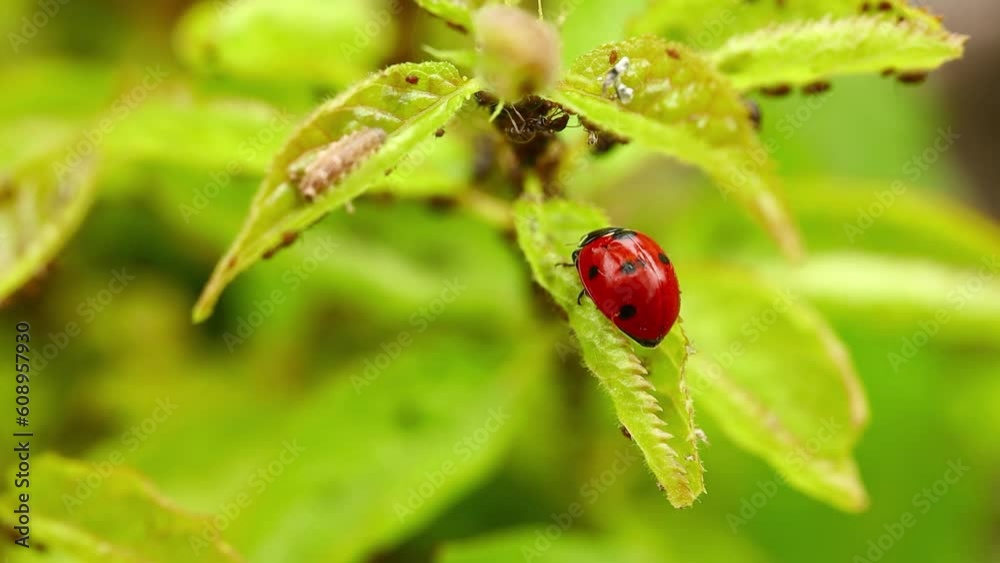 macro video of a ladybug on a leaf with aphids and ants. the ladybug ...