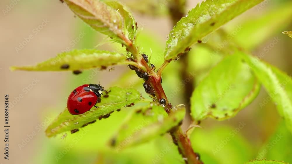 macro video of a ladybug on a leaf with aphids and ants. the ladybug ...