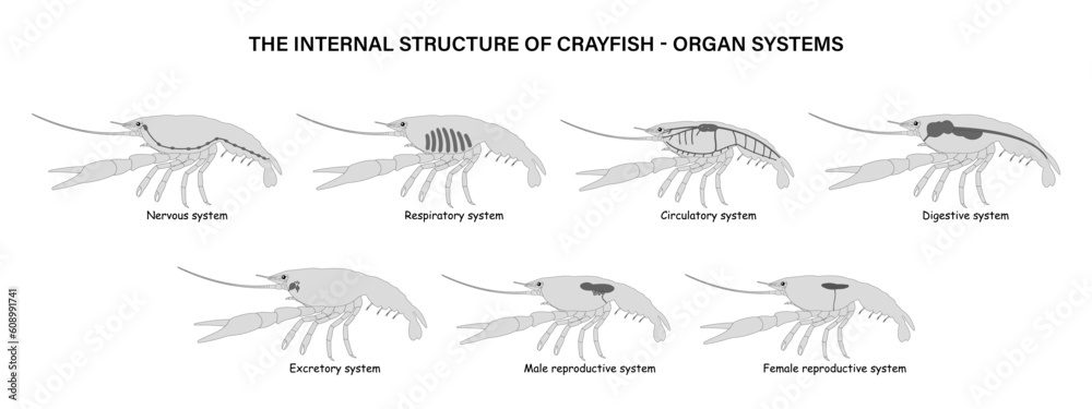 The internal structure of Crayfish. Organ systems. Stock Vector | Adobe ...