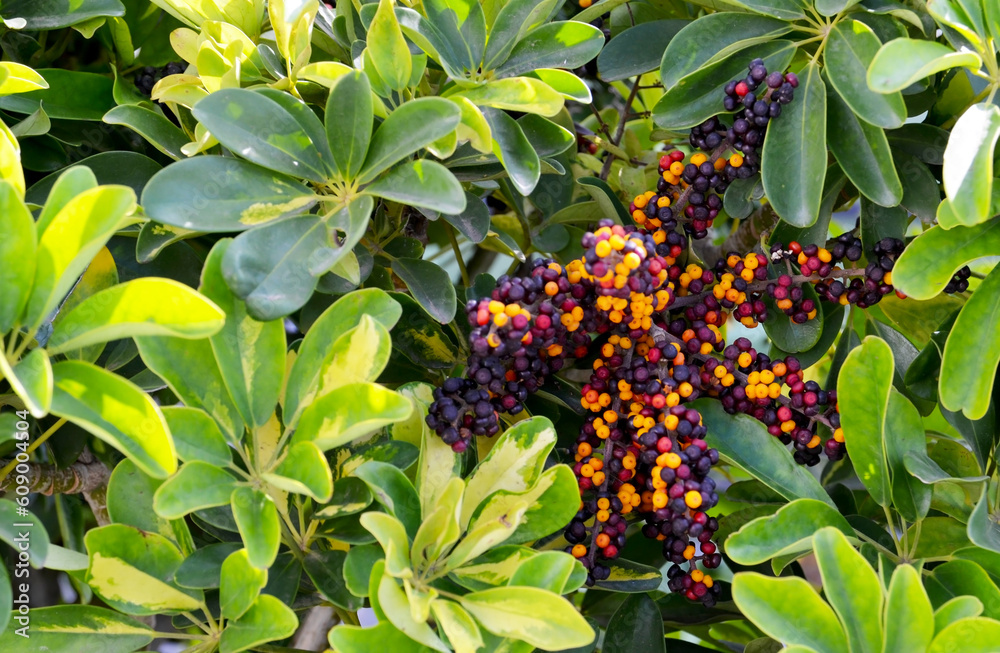 Schefflera arboricola or Dwarf schefflera flowering plant of the family ...