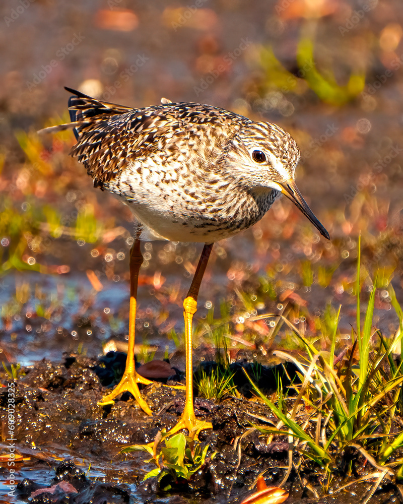 Common Sandpiper Photo and Image. Sandpiper close-up front view ...