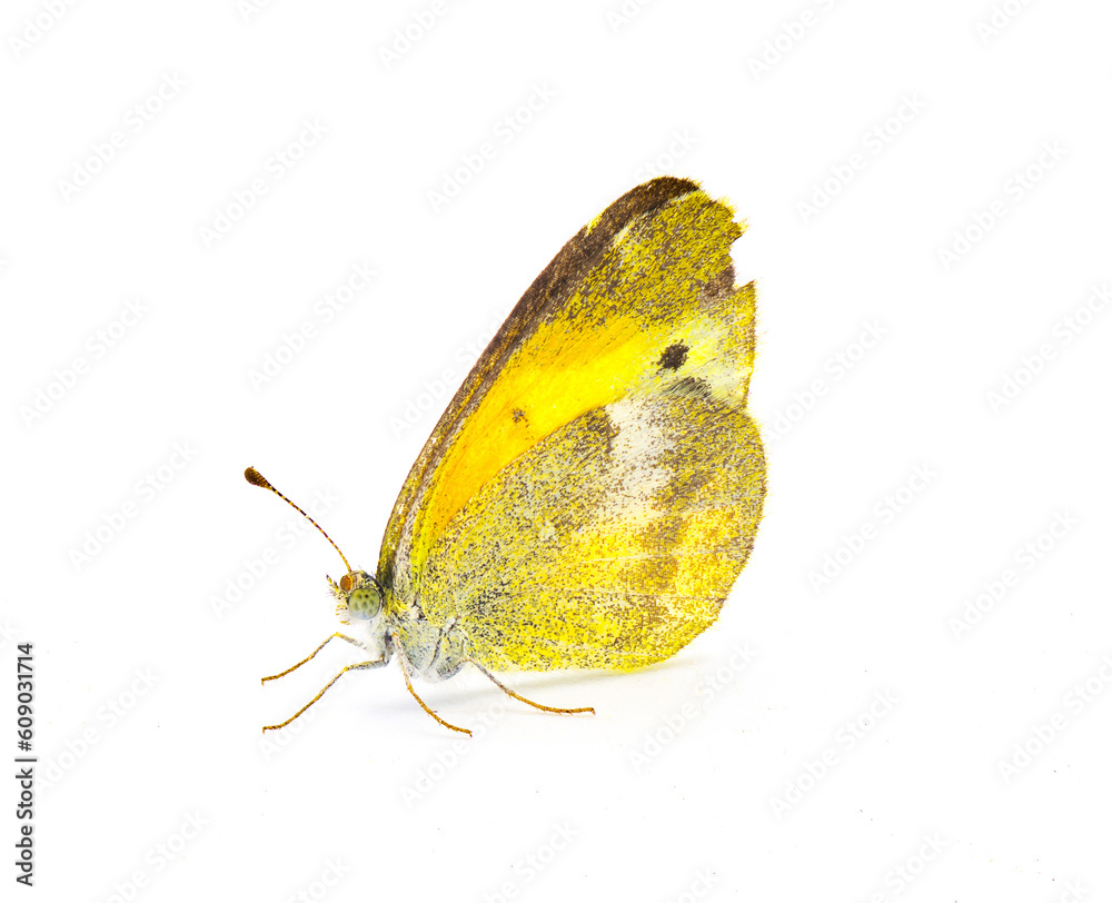 Nathalis iole, the dainty sulphur or dwarf yellow, is a North American ...