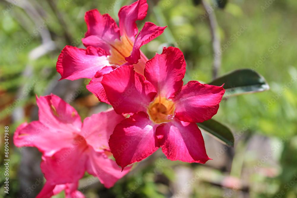 Pink Desert Rose Also Known As Impala Lily or Mock Azalea (Adenium ...