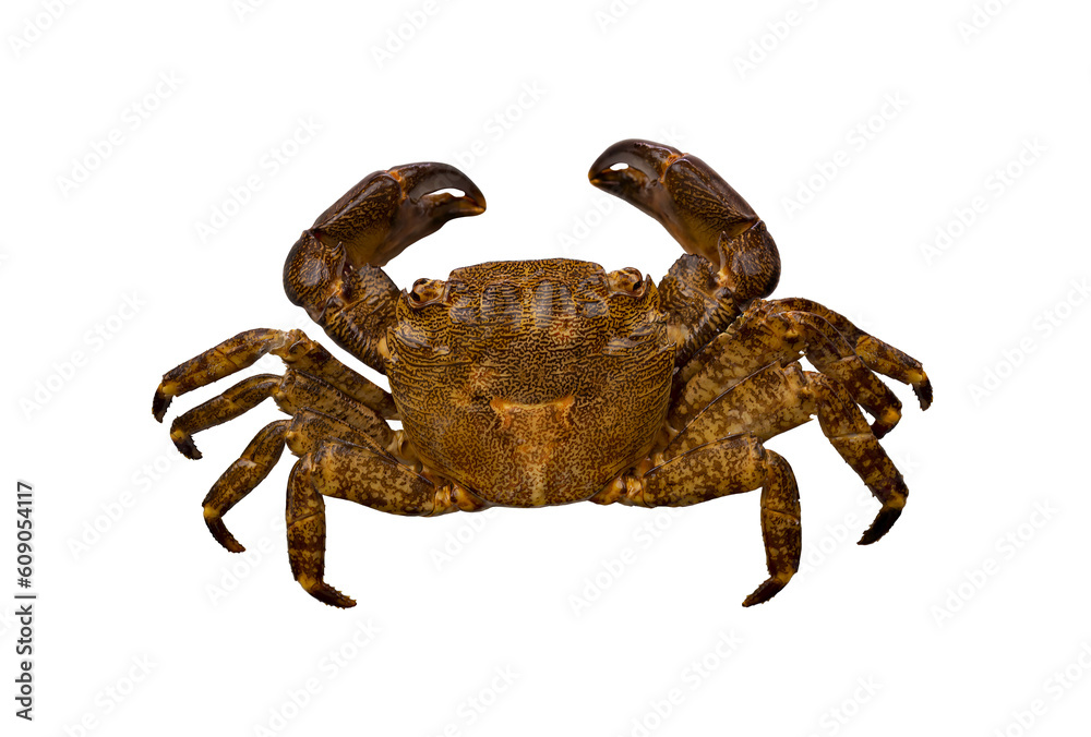 Sea crab isolated on transparent background .Crustacean animal close-up ...