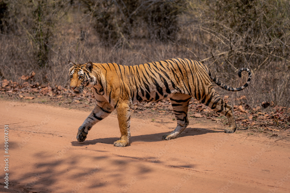 Bengal tiger walking across track lifting forepaw Stock Photo | Adobe Stock