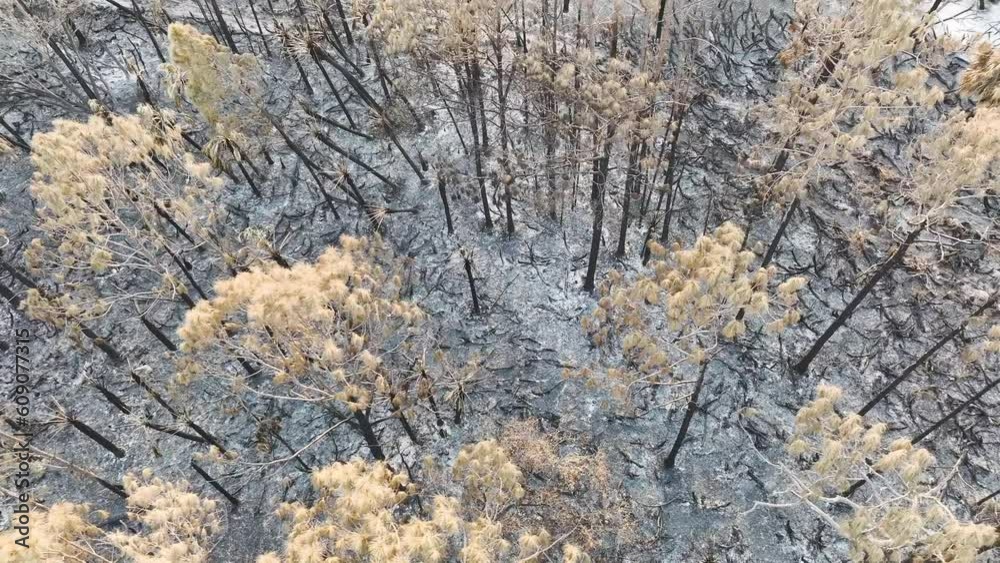 Devastated forest ground covered with ash layer and charred dead ...