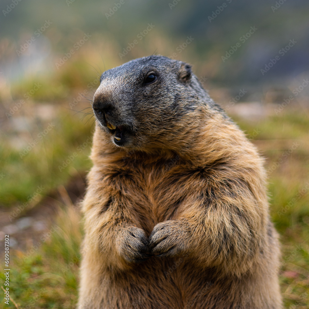 Cute wild Groundhog, standing on his hind legs with his mouth open ...