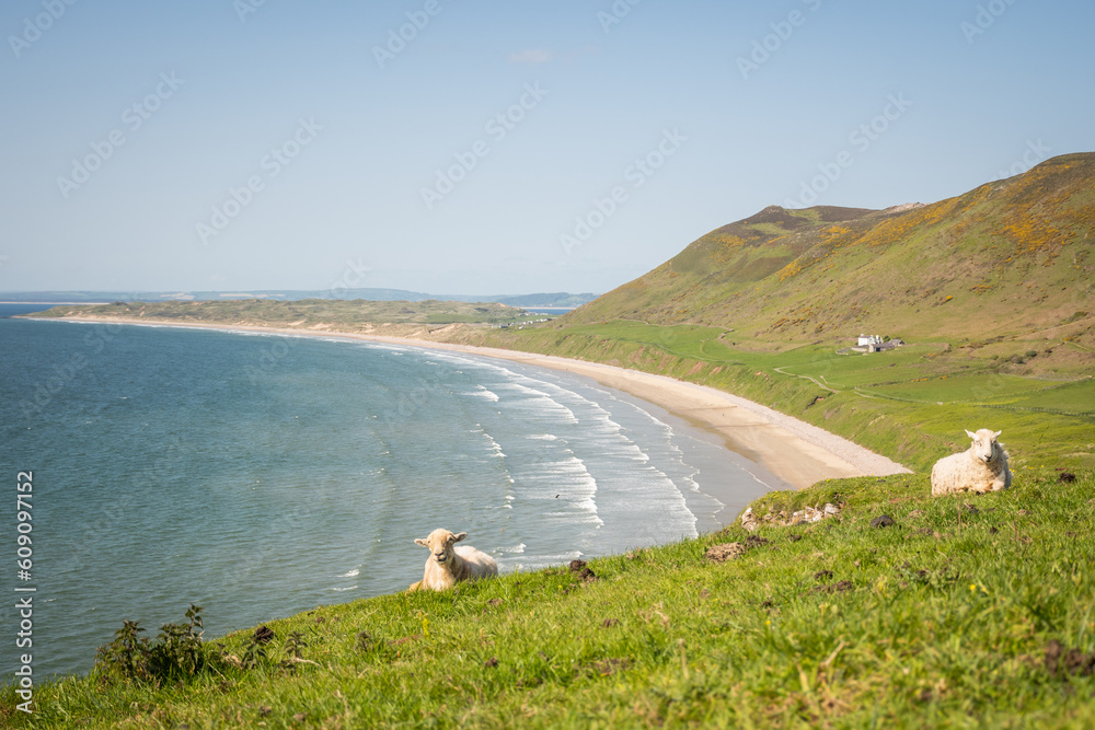 woolly sheep on the edge of a cliff on Worms Head in the Gower, South ...