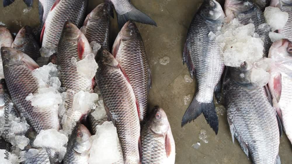 rohu catla and mrigal carp fish sale in Indian fish market vídeo do ...