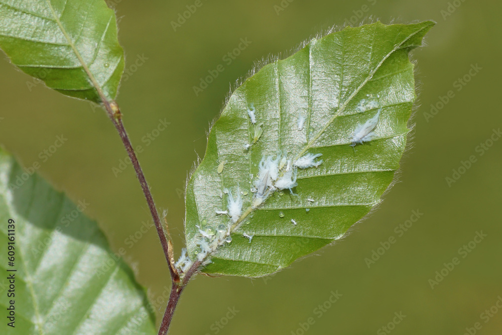 Fotografia do Stock: Underside of young beech leaves with Woolly beech ...
