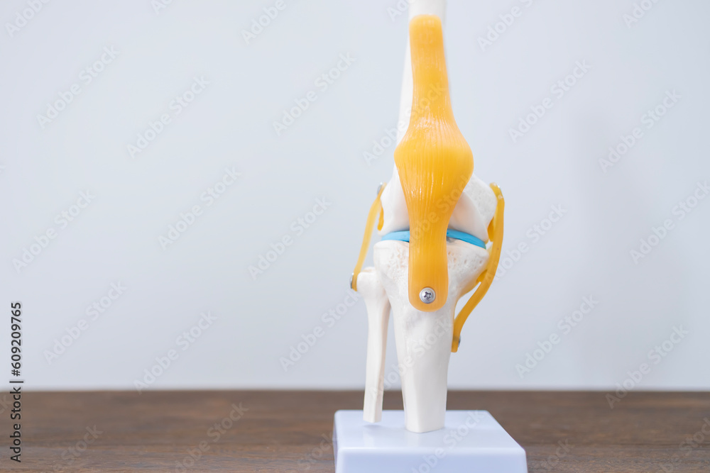 Isolated anatomy knee model on white space background.Orthopedic ...