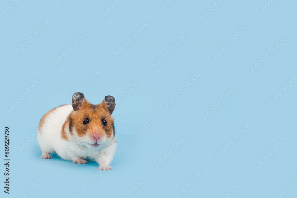 Cute hamster over pale blue background facing the viewer Stock Photo ...