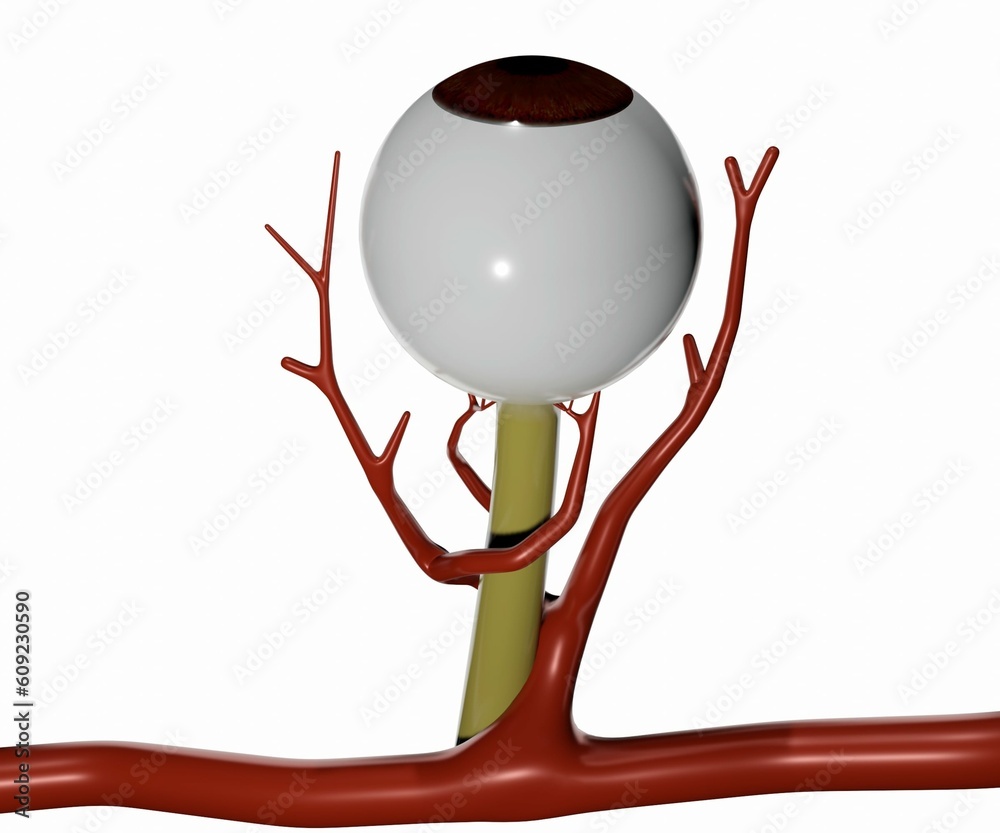 The arterial supply to the eye. eye anatomy isolated in the white ...
