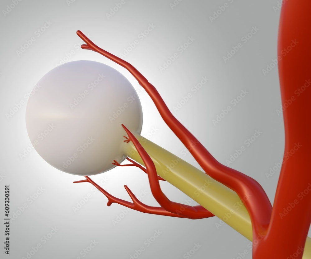 The arterial supply to the eye. eye anatomy isolated in the white ...
