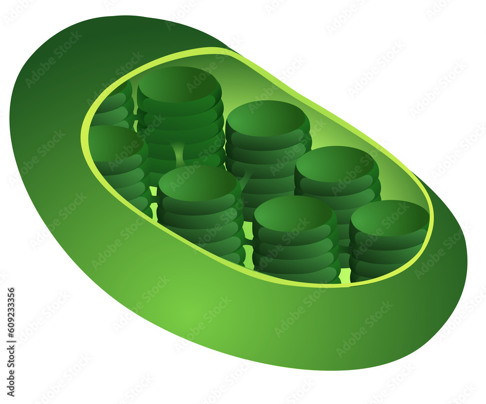 Chloroplast of plant diagram vector for biology study Stock ...
