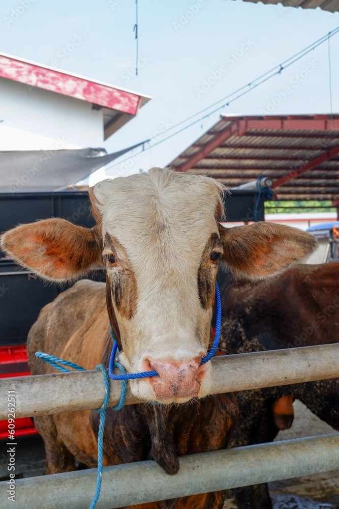Cattle,cows ( sapi ) in animal markets to prepare sacrifices on Eid al ...