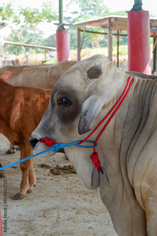 Cattle,cows ( sapi ) in animal markets to prepare sacrifices on Eid al ...