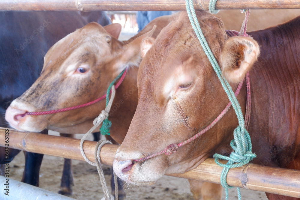 Cattle,cows ( sapi ) in animal markets to prepare sacrifices on Eid al ...