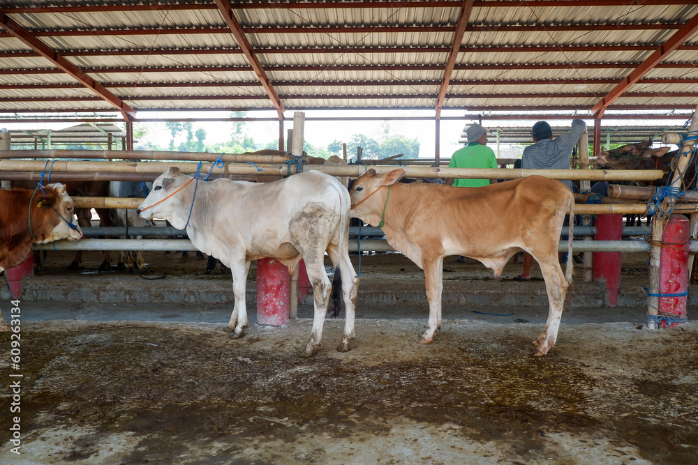 Cattle,cows ( sapi ) in animal markets to prepare sacrifices on Eid al ...