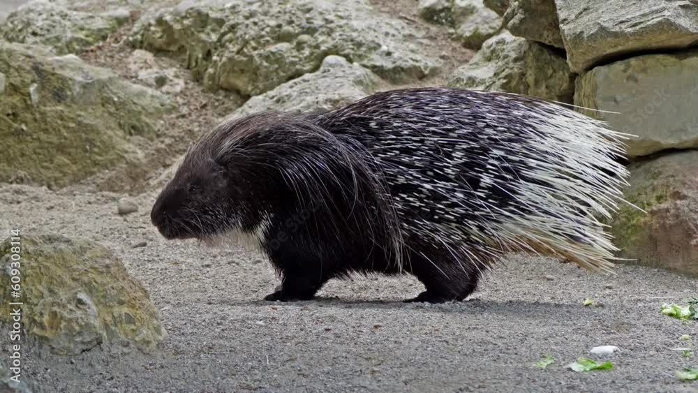 The Indian crested Porcupine, Hystrix indica or Indian porcupine is a ...
