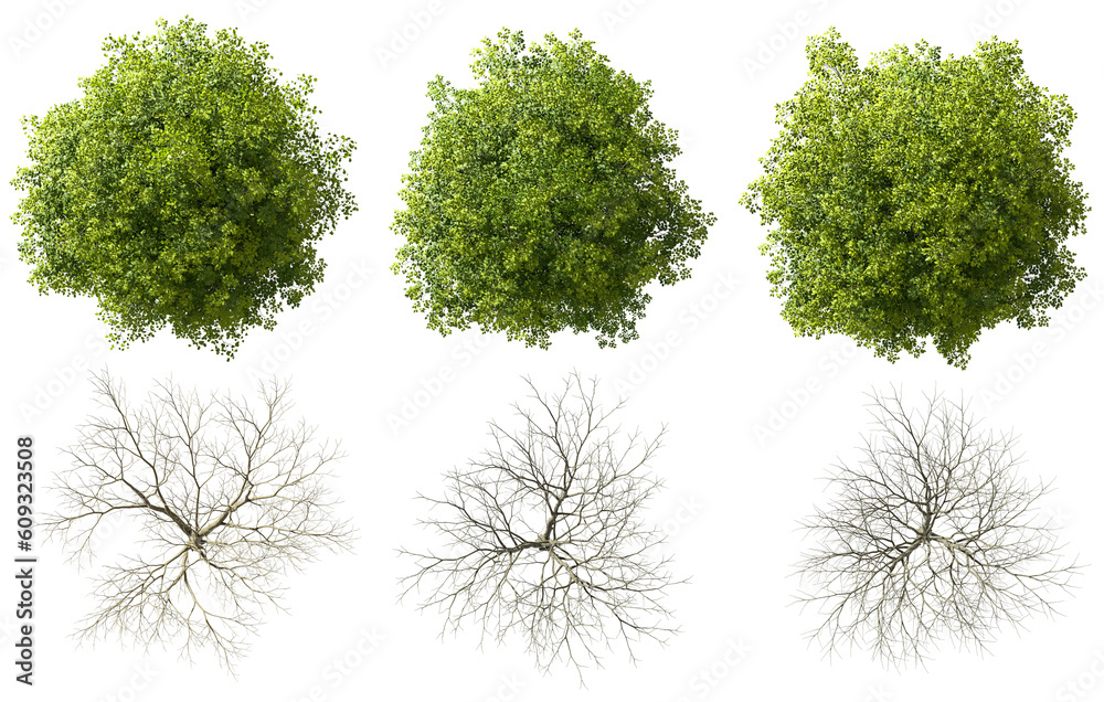Top view evergreen and dried trees cutout backgrounds 3d render png ...