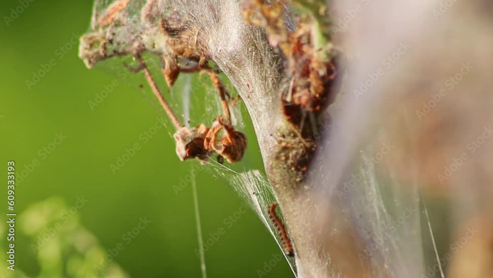 Many spinning moth caterpillars as canker worms in silky cocoon infest ...